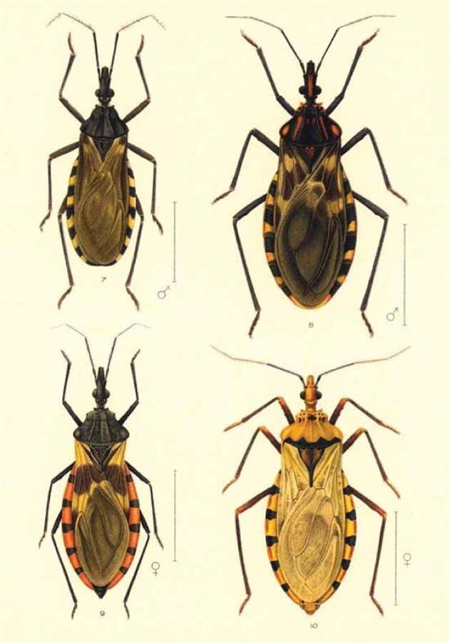 Chagas-Krankheit - Deximed